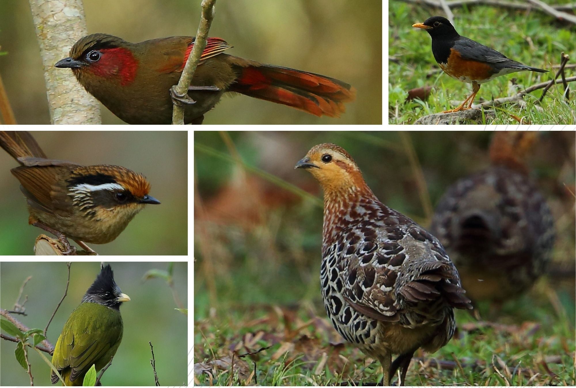 Wokha: Nagaland’s first-ever bird documentation event records 178 bird species » MokokchungTimes.com