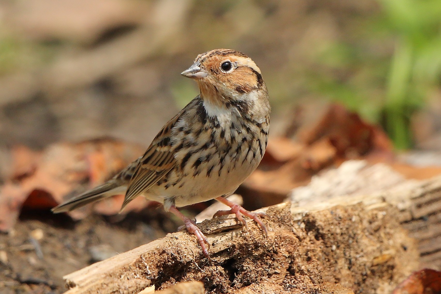 Wokha: Nagaland’s first-ever bird documentation event records 178 bird species » MokokchungTimes.com