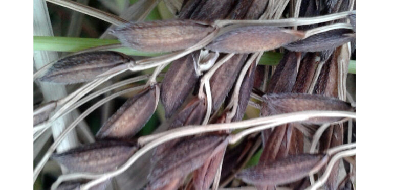 Assam Joha rice set to reach Vietnam in milestone collaboration ...